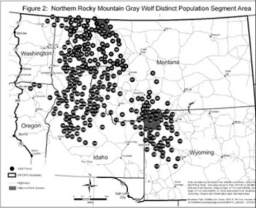 A Short History of Wolves in America | The Environmental Analyst