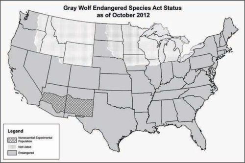 A Short History of Wolves in America | The Environmental Analyst
